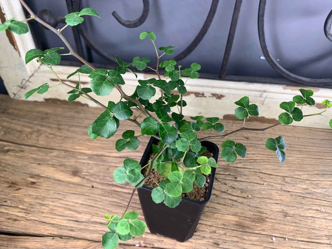波葉橄欖 Commiphora Sinuata 折葉橄欖, 傢俬＆家居, 園藝, 植物及種子 - Carousell