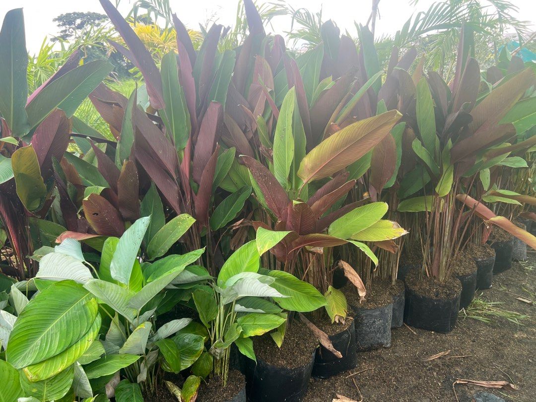 Cigar plant calatea lutea, Furniture & Home Living, Gardening, Plants ...