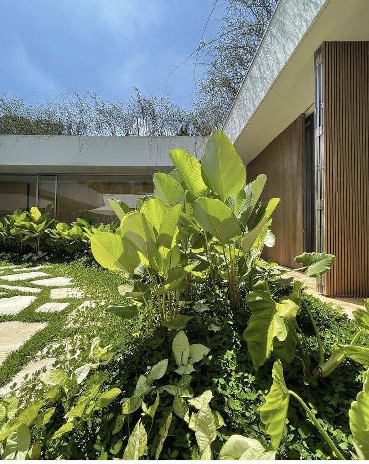 Cigar plant calatea lutea, Furniture & Home Living, Gardening, Plants ...