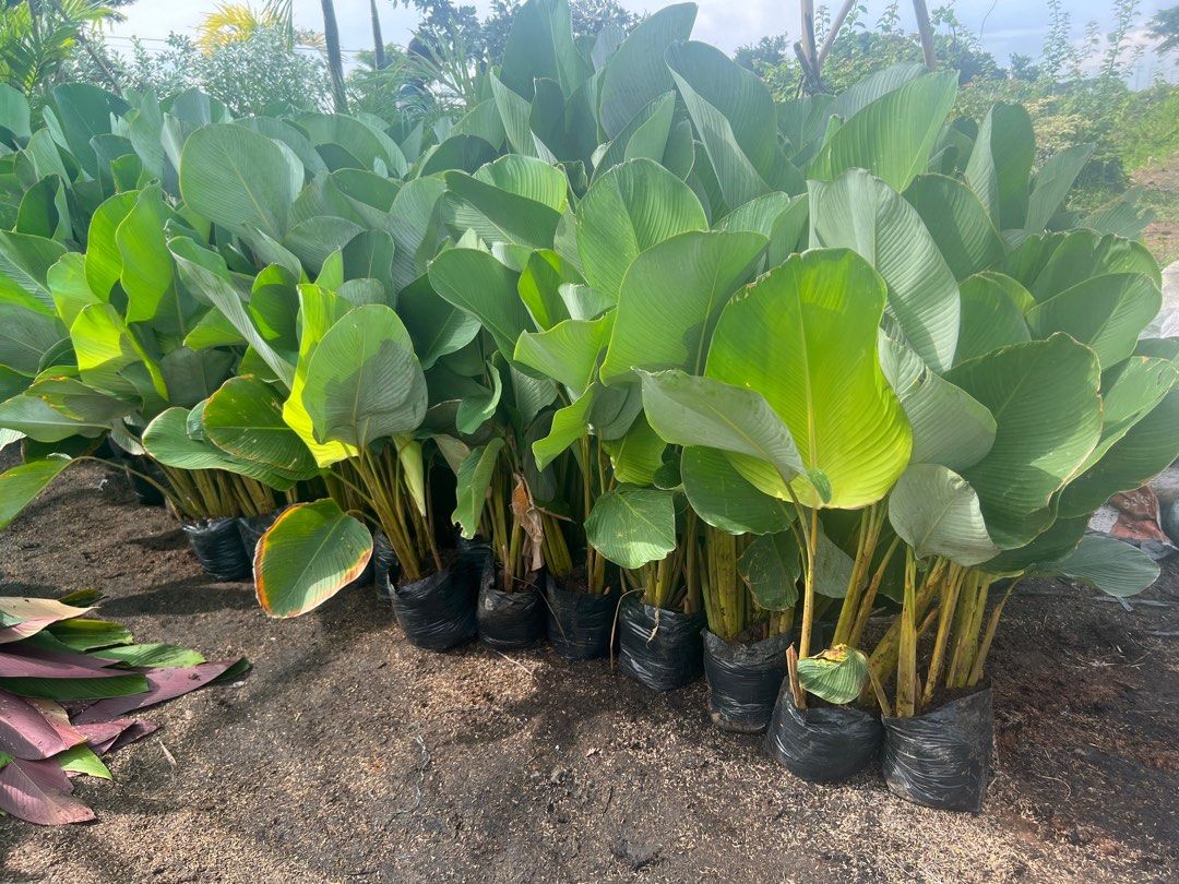 Cigar plant calatea lutea, Furniture & Home Living, Gardening, Plants ...