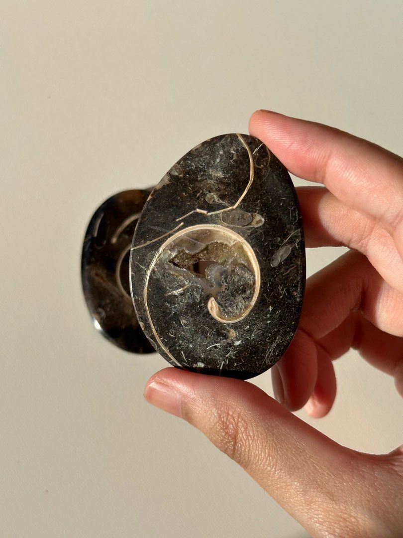 Colus Fossil, Hobbies & Toys, Memorabilia & Collectibles, Vintage ...