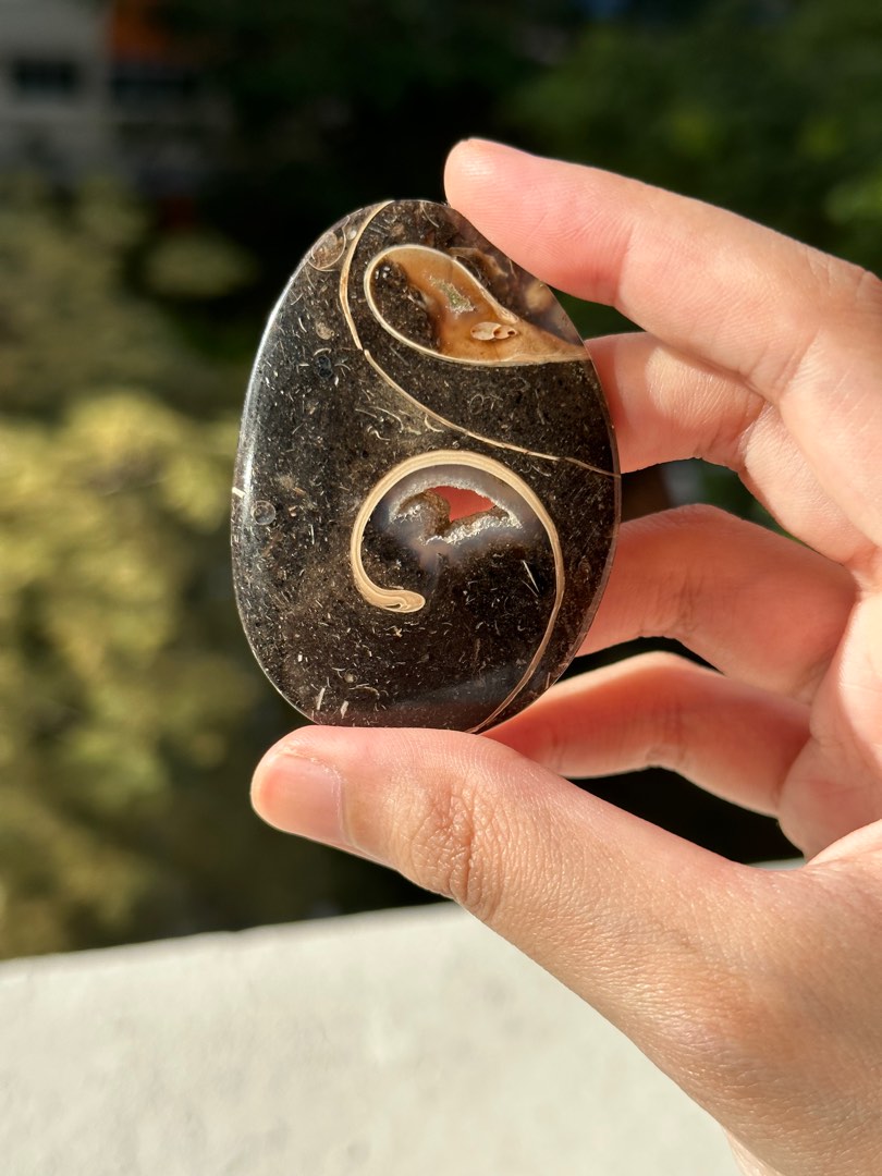 Colus Fossil, Hobbies & Toys, Memorabilia & Collectibles, Vintage ...