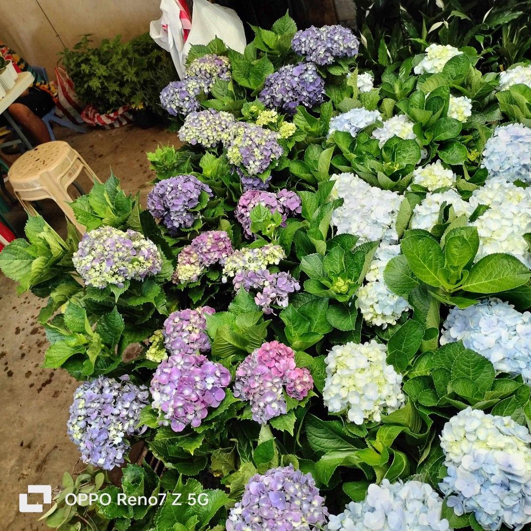 Hydrangea Million flowers, Furniture & Home Living, Gardening, Plants ...