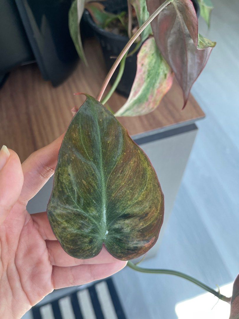 Micans mint, Furniture & Home Living, Gardening, Plants & Seeds on ...