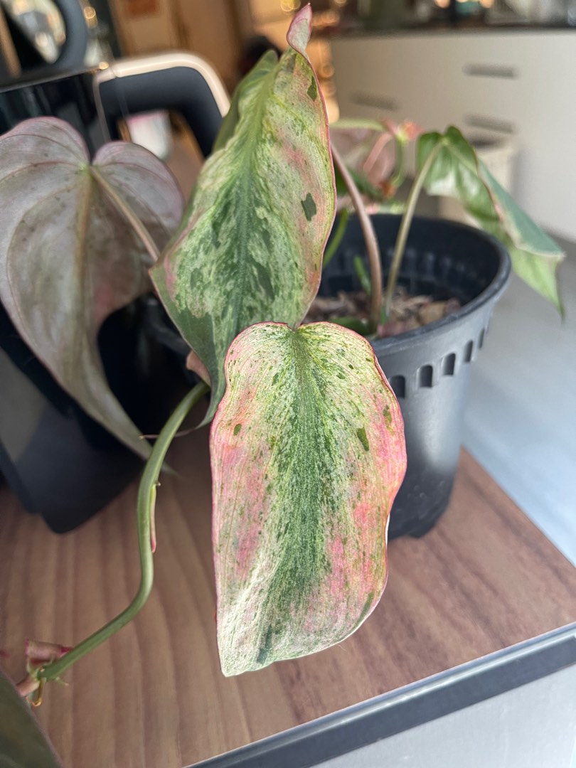 Micans mint, Furniture & Home Living, Gardening, Plants & Seeds on ...