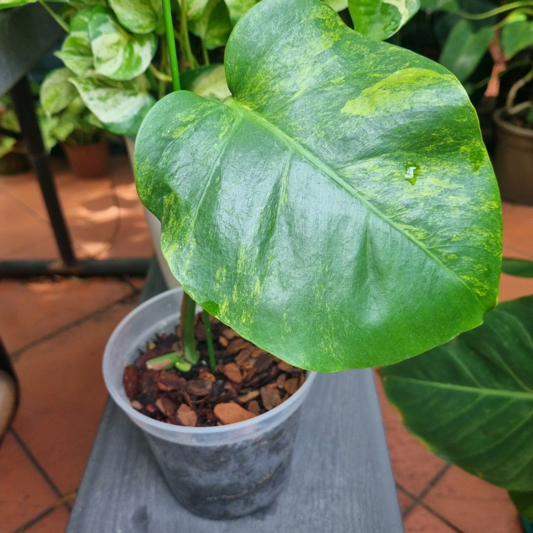 Monstera Borsi Aurea Tricolor on Carousell