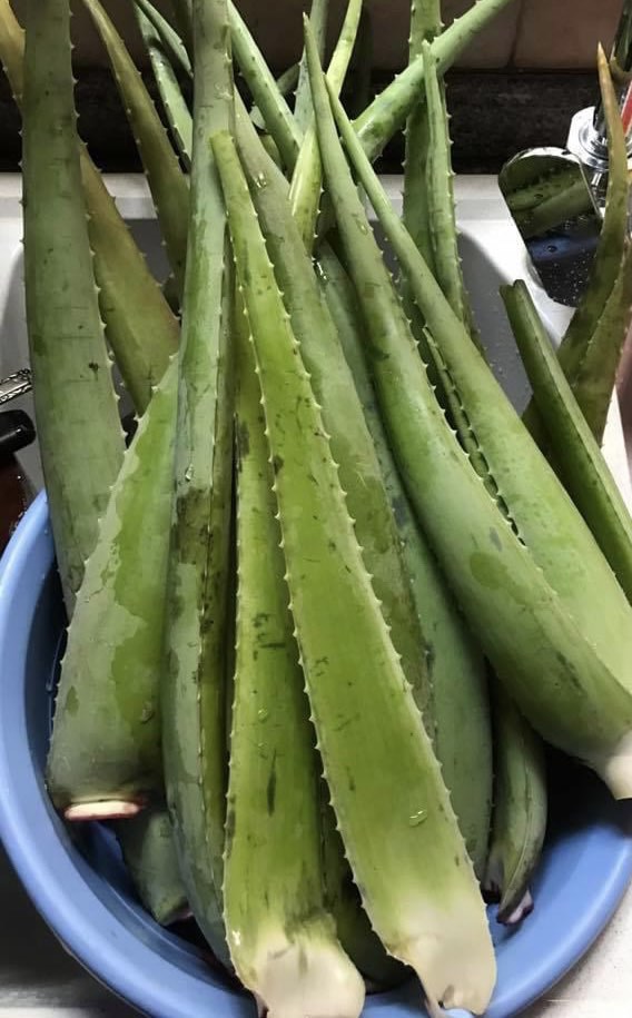 Organic Edible Aloe Vera Leaves, Furniture & Home Living, Gardening ...