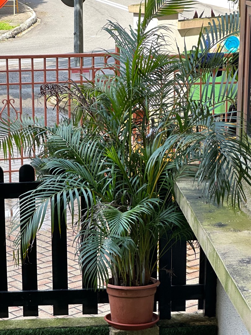 Pot of Yellow Palm, Furniture & Home Living, Gardening, Plants & Seeds ...