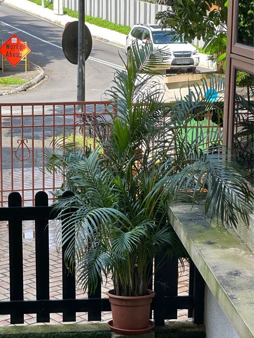 Pot of Yellow Palm, Furniture & Home Living, Gardening, Plants & Seeds ...