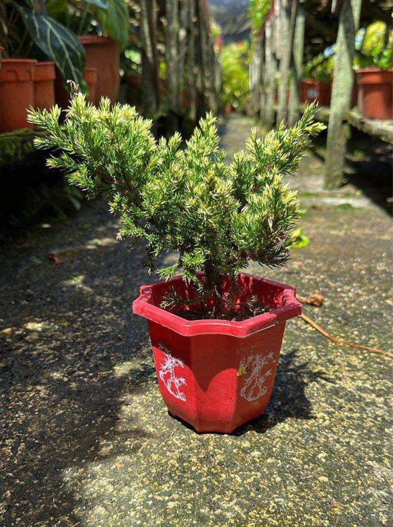 Sleeping Pine Tree Variegated (0.25m), Furniture & Home Living ...