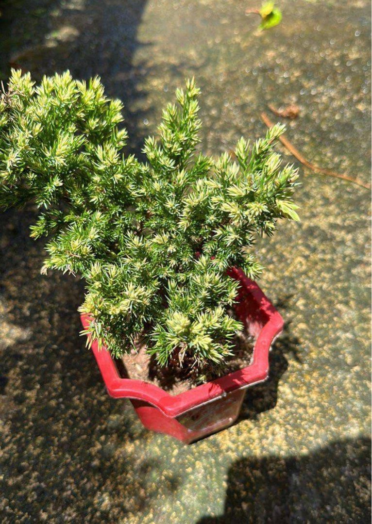 Sleeping Pine Tree Variegated (0.25m), Furniture & Home Living ...