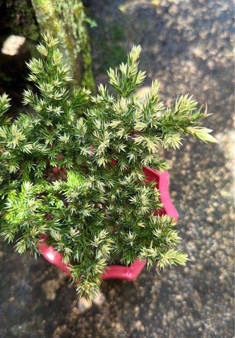 Sleeping Pine Tree Variegated (0.25m), Furniture & Home Living ...