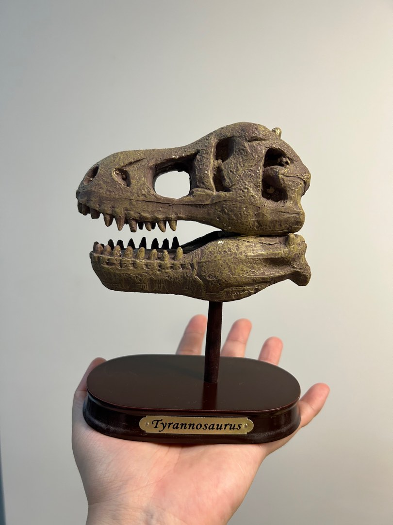 T rex skull display, Hobbies & Toys, Toys & Games on Carousell