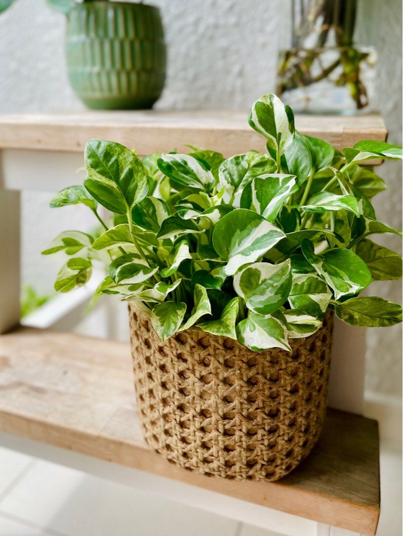 Variegated plant, Furniture & Home Living, Gardening, Plants & Seeds on ...