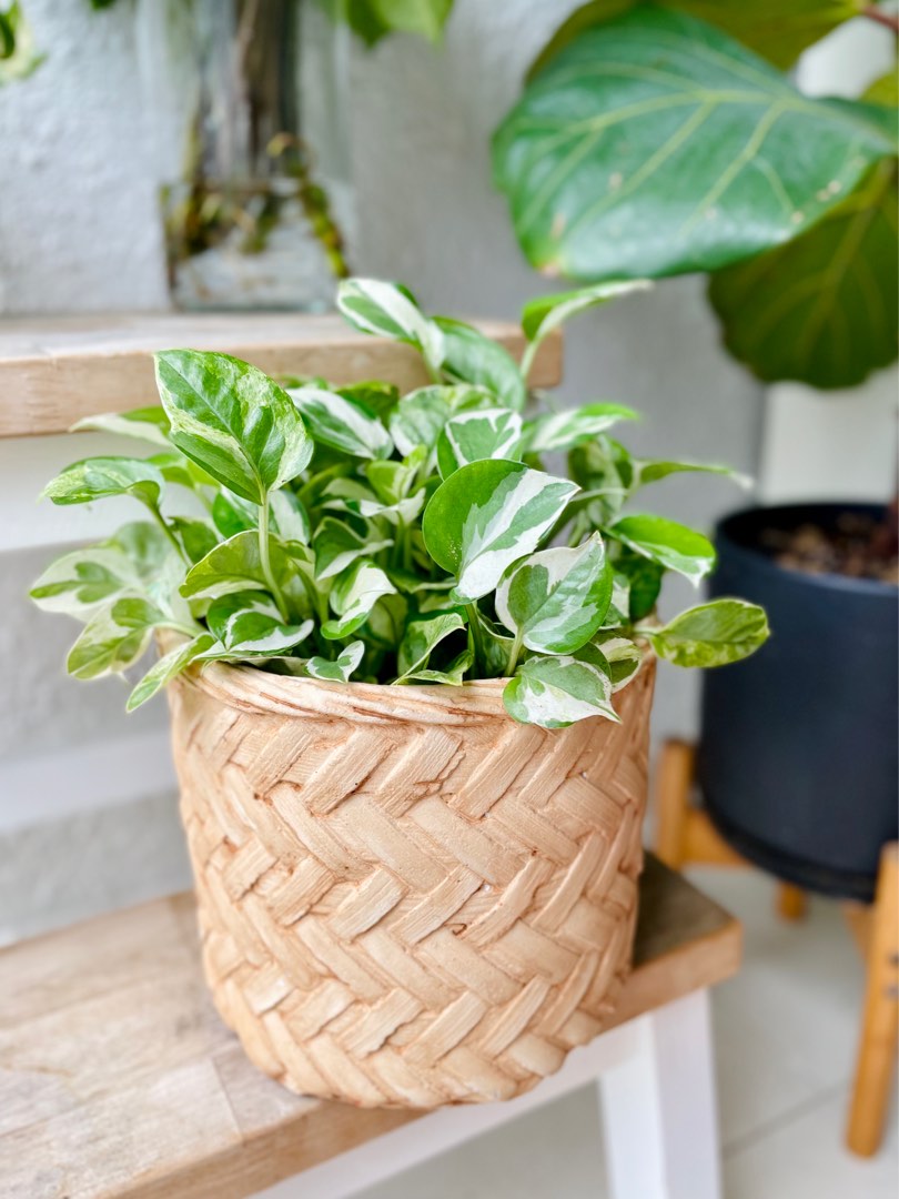 Variegated plant, Furniture & Home Living, Gardening, Plants & Seeds on ...