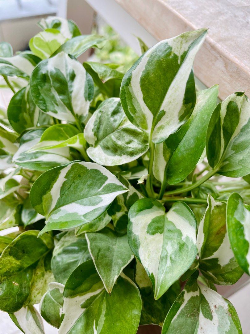 Variegated plant, Furniture & Home Living, Gardening, Plants & Seeds on ...
