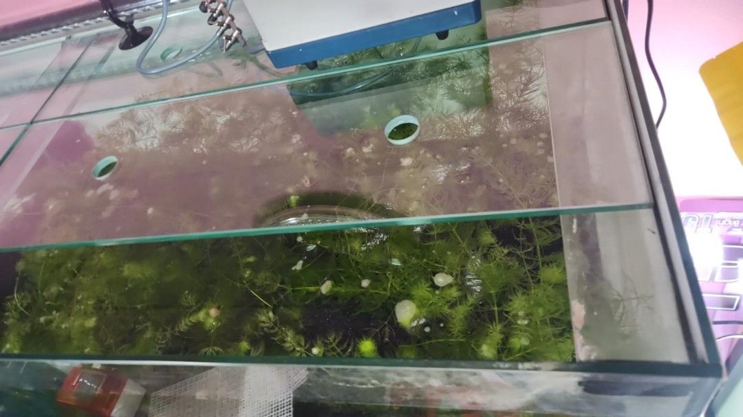 Customised Clear Glass Fish Tank Cover, Pet Supplies, Homes & Other Pet ...