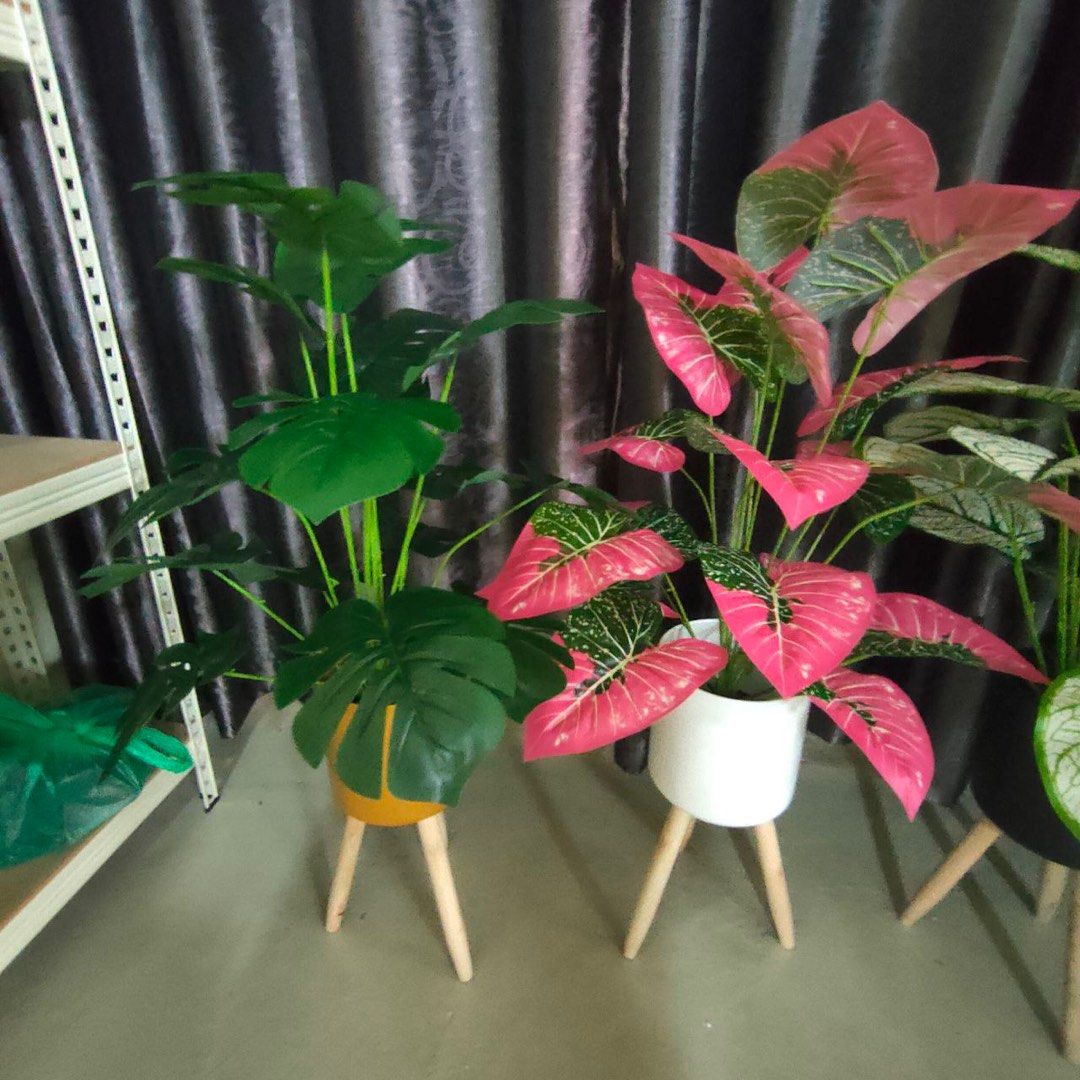 Keladi viral + pasu, Furniture & Home Living, Gardening, Pots ...