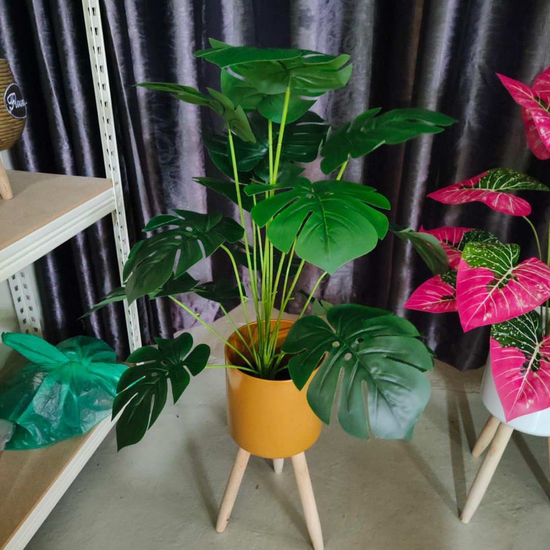 Keladi viral + pasu, Furniture & Home Living, Gardening, Pots ...