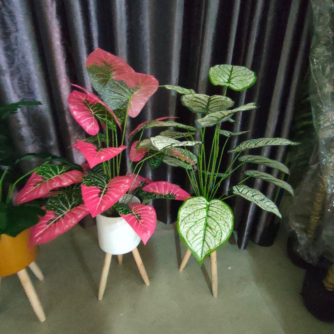 Keladi viral + pasu, Furniture & Home Living, Gardening, Pots ...