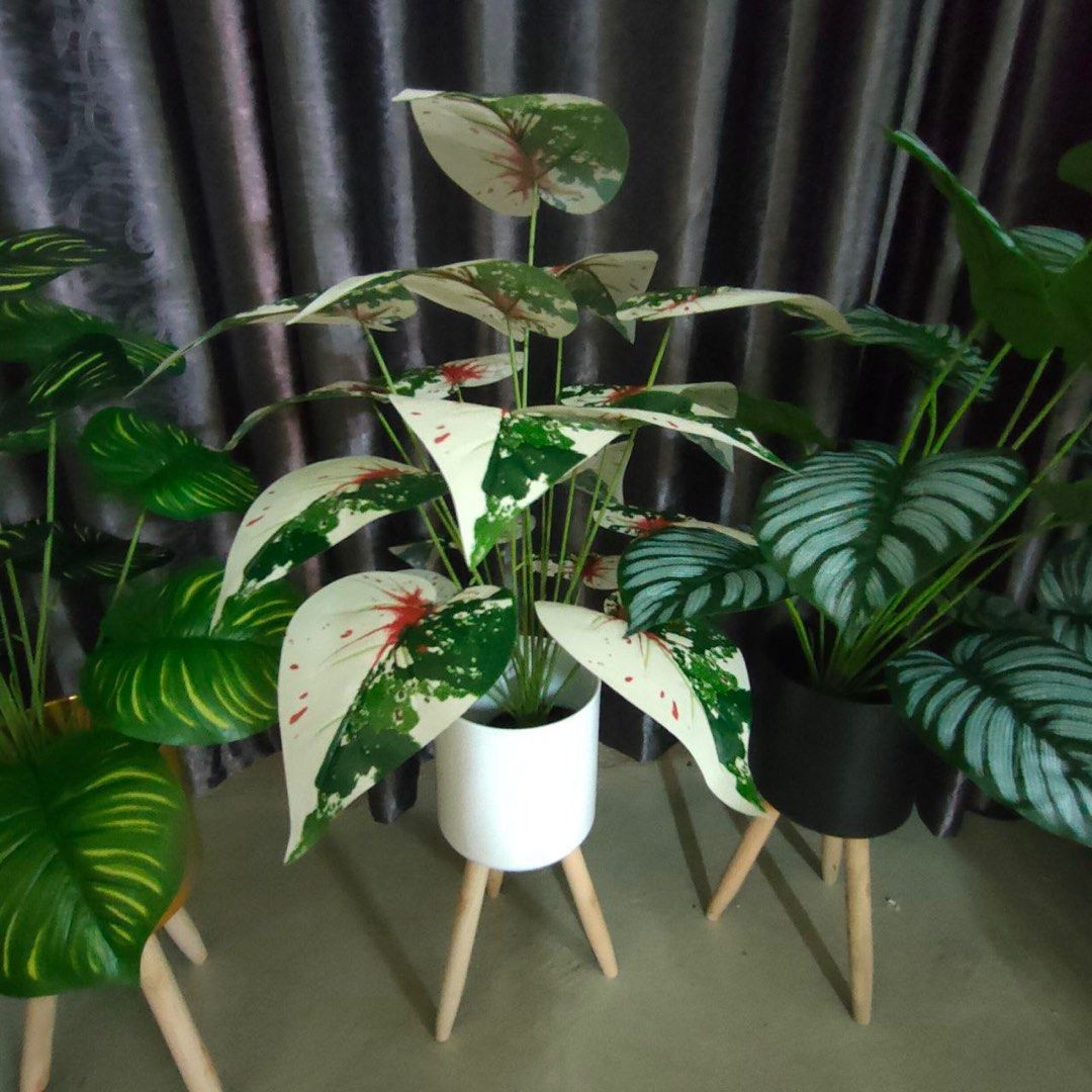 Keladi viral + pasu, Furniture & Home Living, Gardening, Pots ...