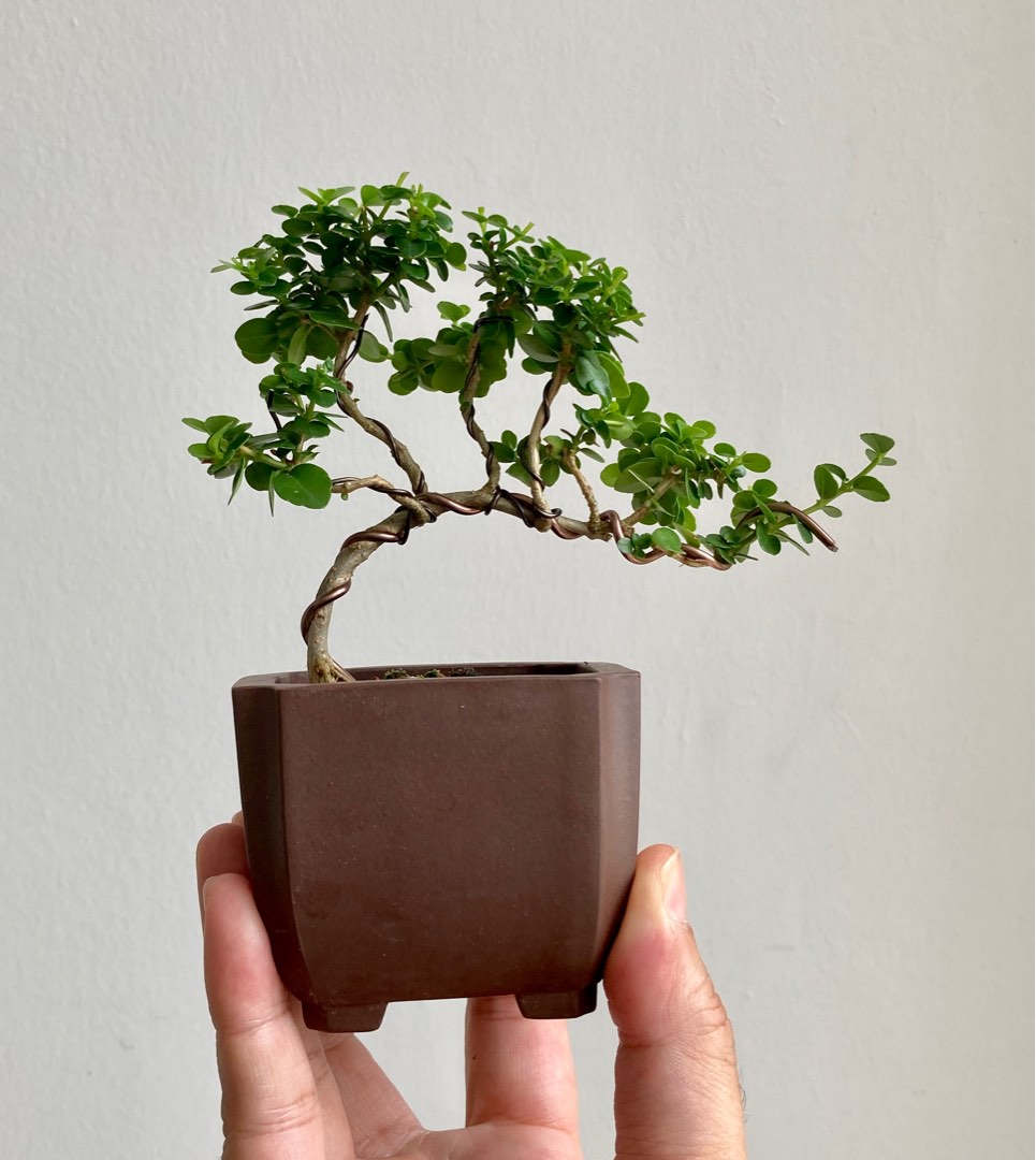 Small Bonsai Premna Microphylla - Windswept Style, Furniture & Home ...
