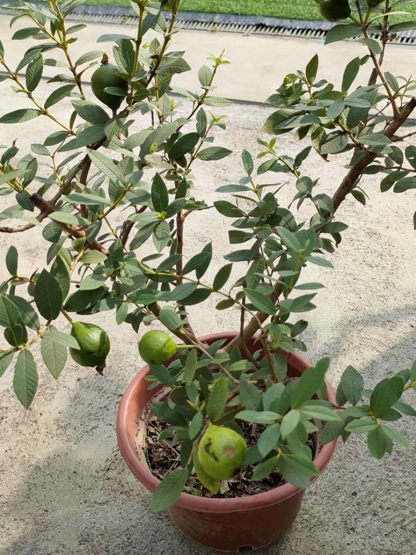 Taiwan pearl Guava, Furniture & Home Living, Gardening, Plants & Seeds ...