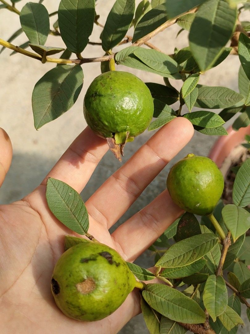 Taiwan pearl Guava, Furniture & Home Living, Gardening, Plants & Seeds ...