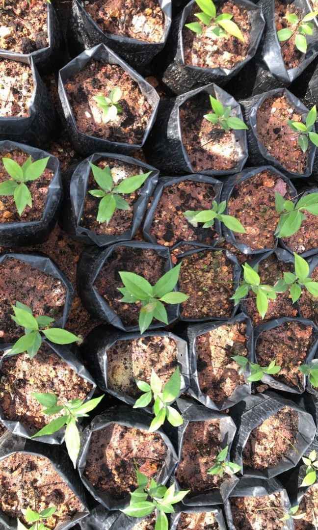 Anak pokok kulit kayu manis, Furniture & Home Living, Gardening, Plants ...