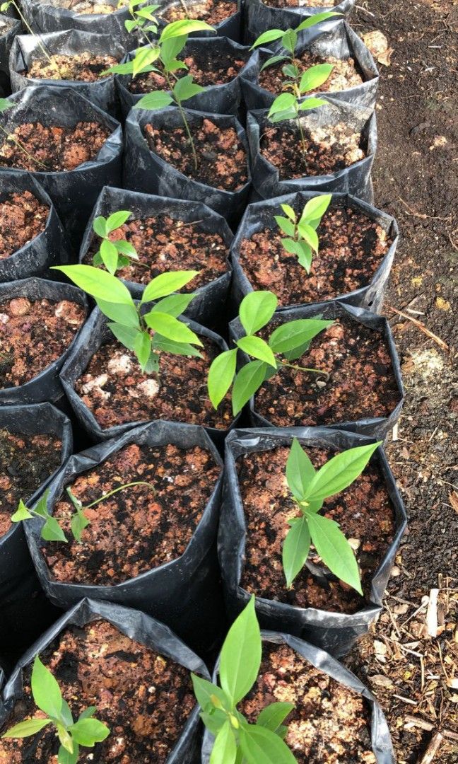 Anak pokok kulit kayu manis, Furniture & Home Living, Gardening, Plants ...