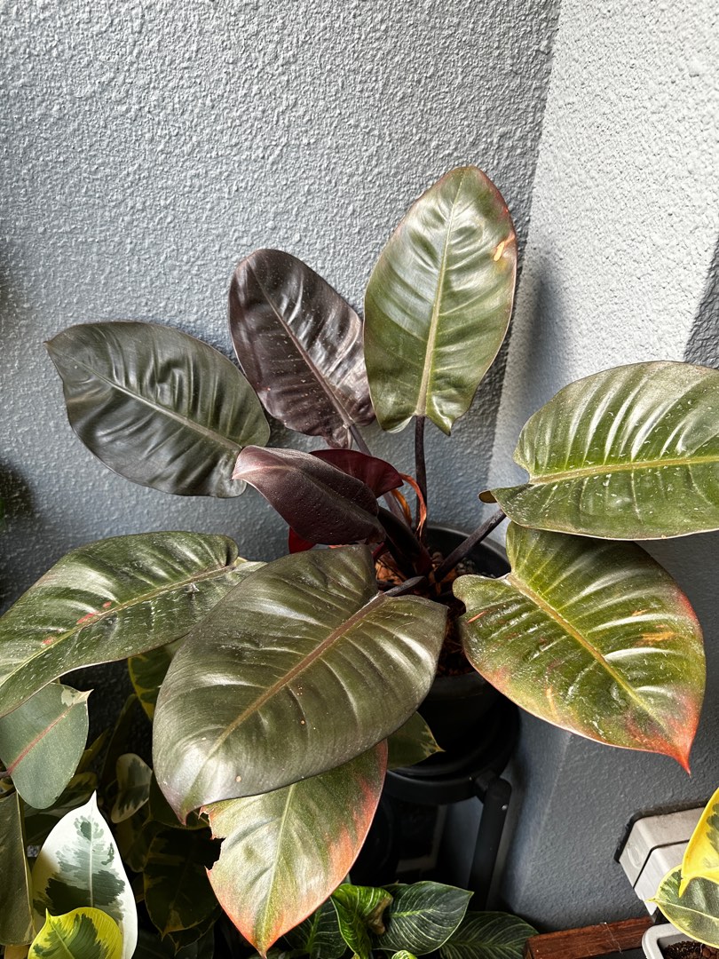 Black Congo philodendron, Furniture & Home Living, Gardening, Plants ...