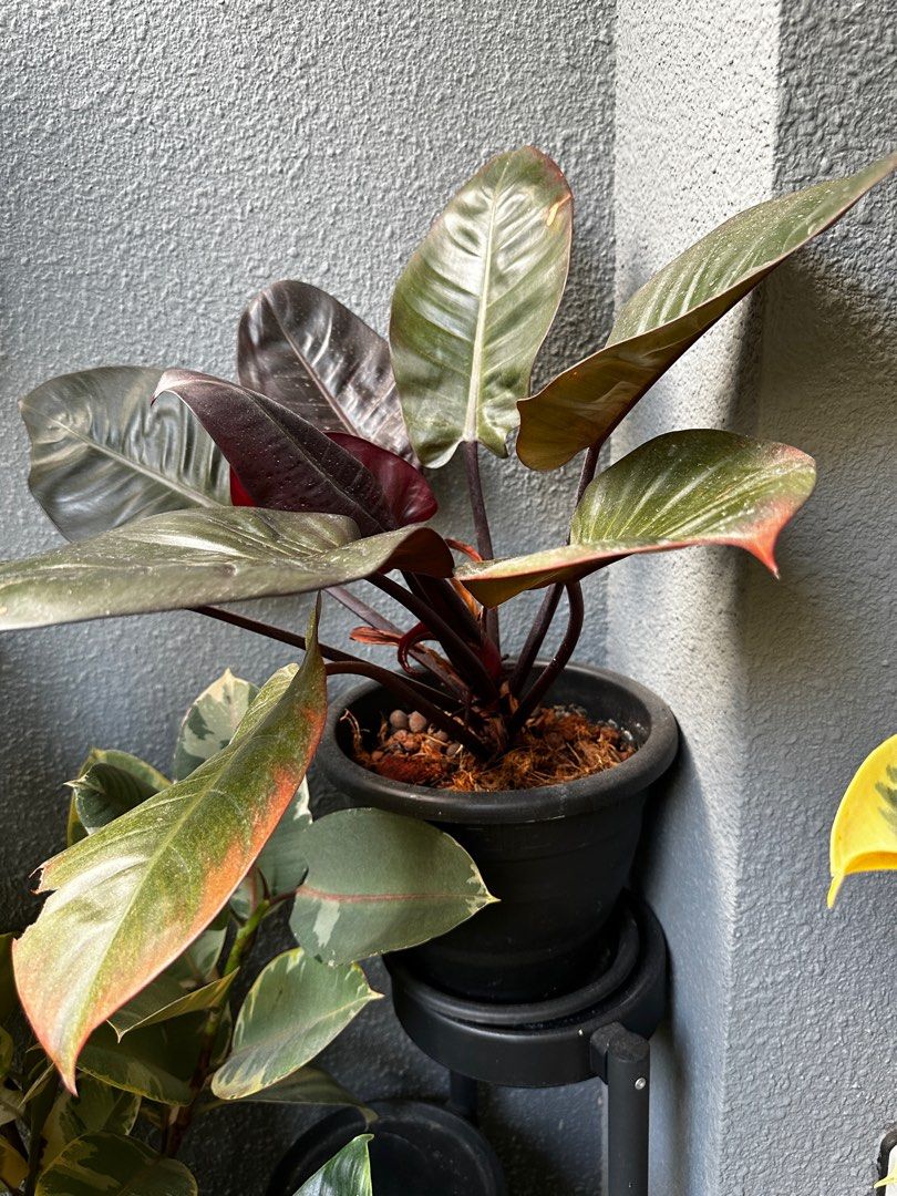 Black Congo philodendron, Furniture & Home Living, Gardening, Plants ...