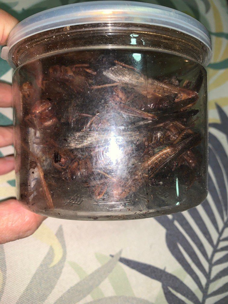 Dried grasshopper, Pet Supplies, Pet Food on Carousell