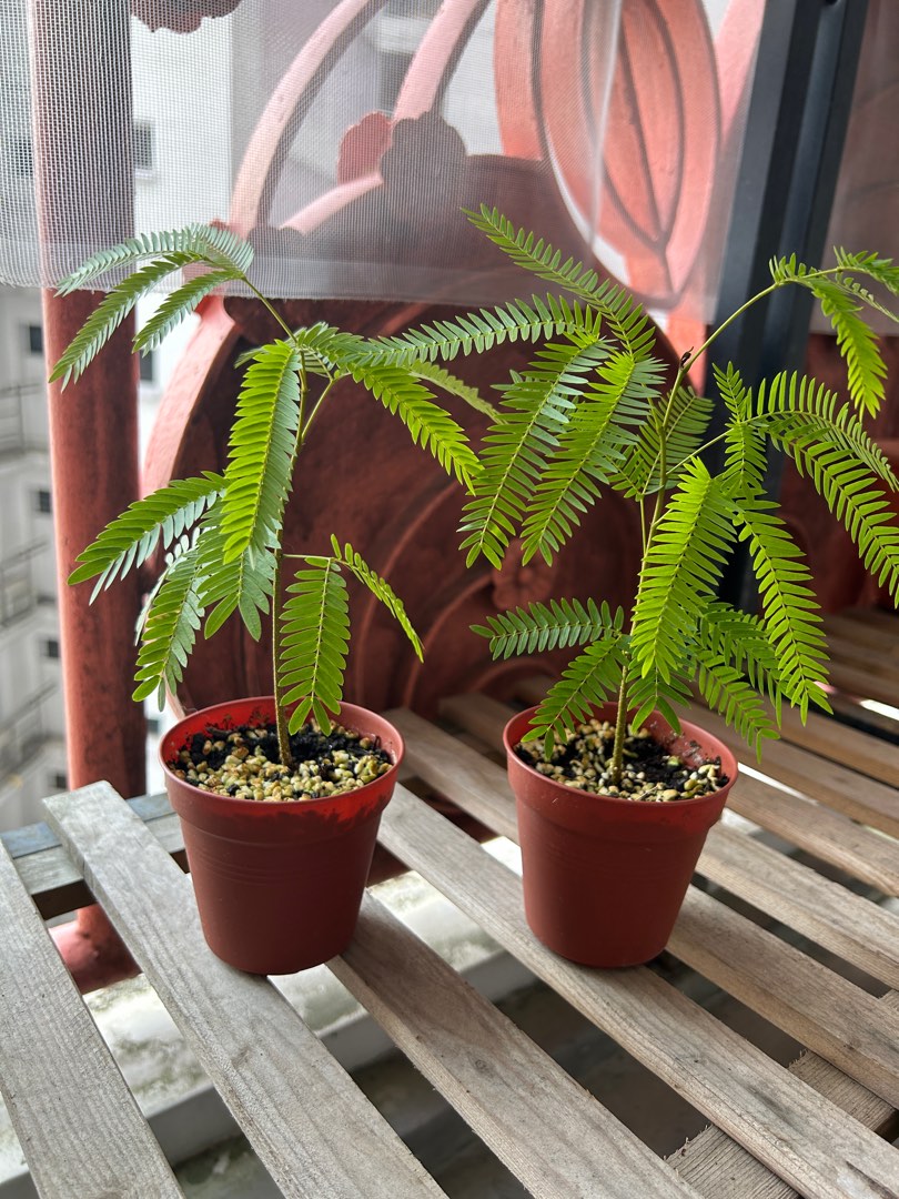 Everfresh plant (Pithecellobium Confertum), Furniture & Home Living ...