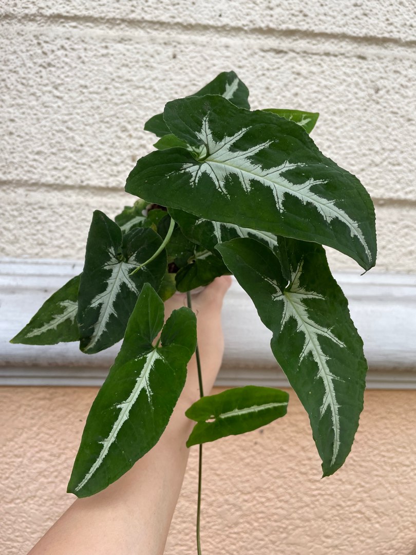 Lush Potted Trailing Wendlandii Syngonium FOR SALE, Furniture & Home ...