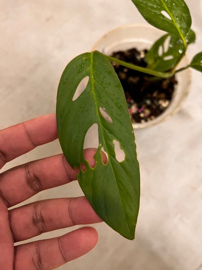 Monstera Sp Napo, Furniture & Home Living, Gardening, Plants & Seeds on ...