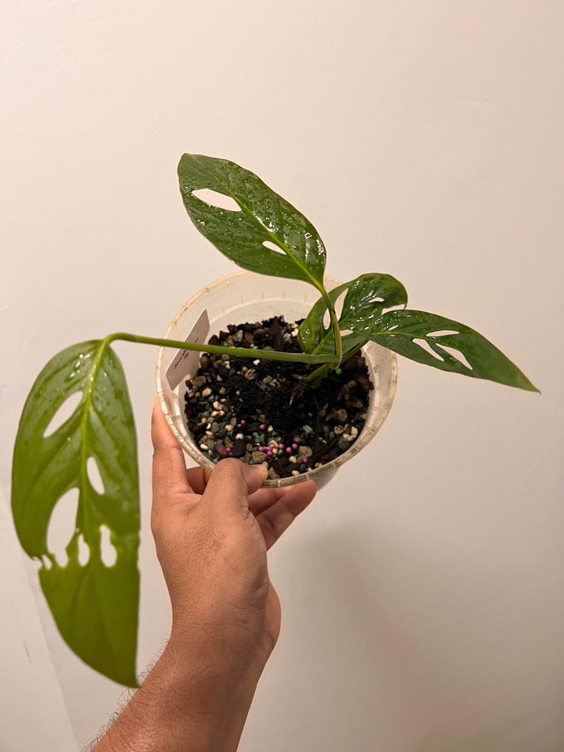 Monstera Sp Napo, Furniture & Home Living, Gardening, Plants & Seeds on ...