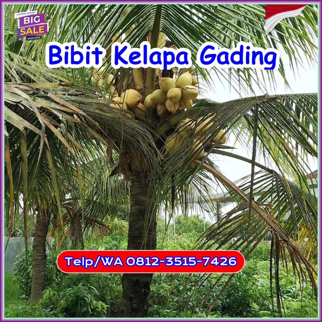 Pusat Bibit Kelapa Gading Unggul, Perkebunan di Carousell Pusat Bibit Kelapa Gading Unggul, Perkebunan di Carousell