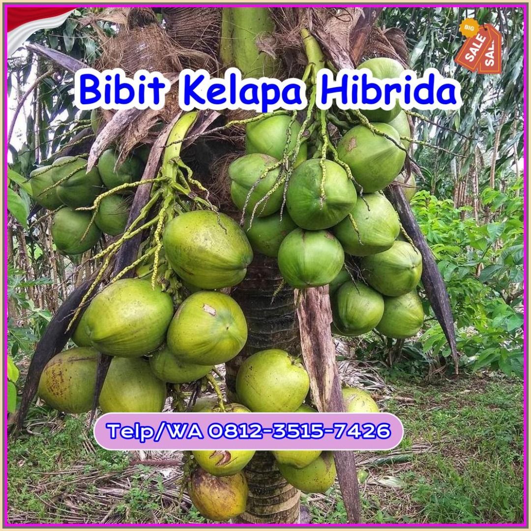 Pusat Bibit Kelapa Hibrida Unggul, Perkebunan di Carousell Pusat Bibit Kelapa Hibrida Unggul, Perkebunan di Carousell