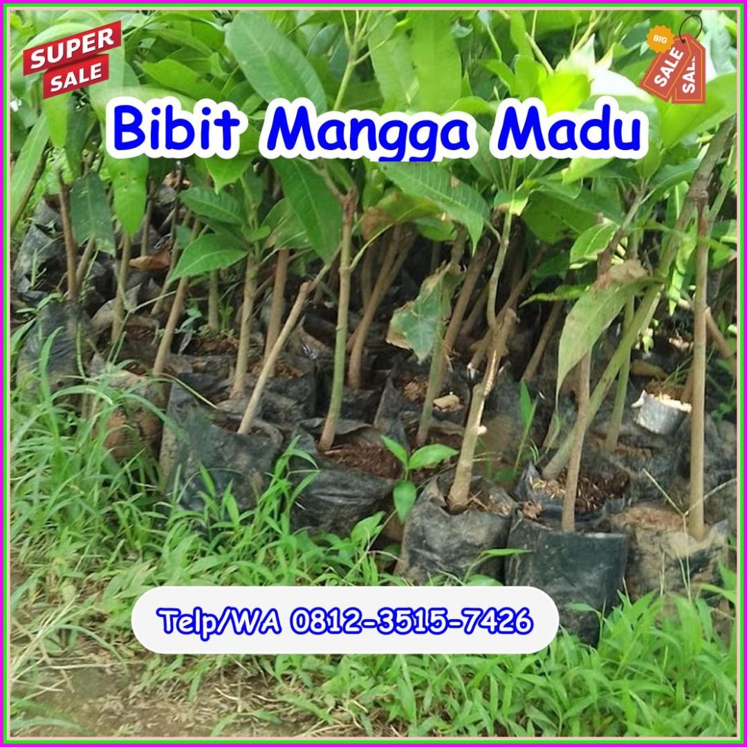 Pusat Bibit Mangga Madu Unggul, Perkebunan di Carousell Pusat Bibit Mangga Madu Unggul, Perkebunan di Carousell