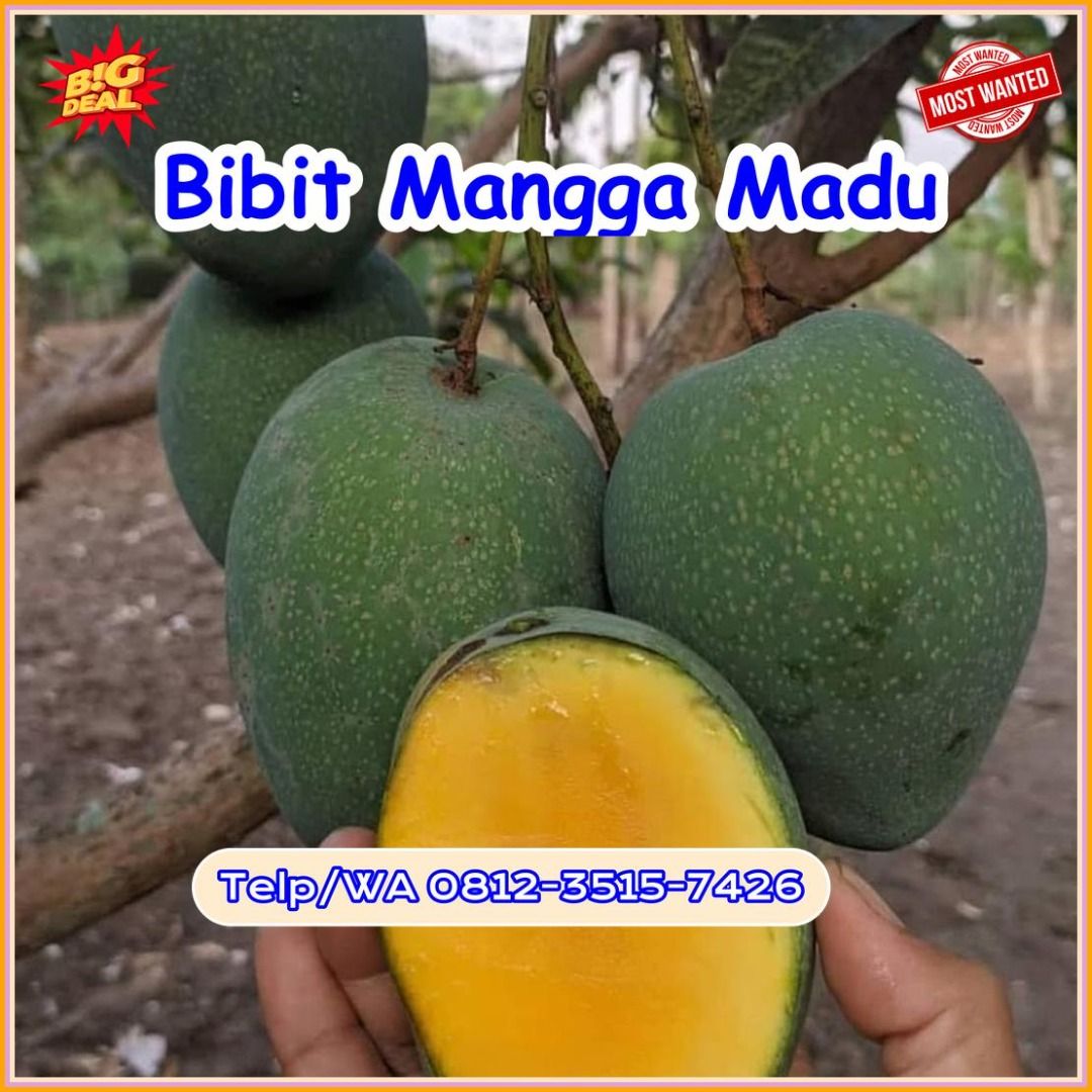 Pusat Bibit Mangga Madu Unggul, Perkebunan di Carousell Pusat Bibit Mangga Madu Unggul, Perkebunan di Carousell