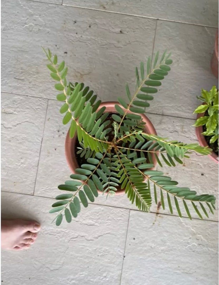 Sesbania grandiflora 'Alba', West Indian Pea, Vegetable Hummingbird ...