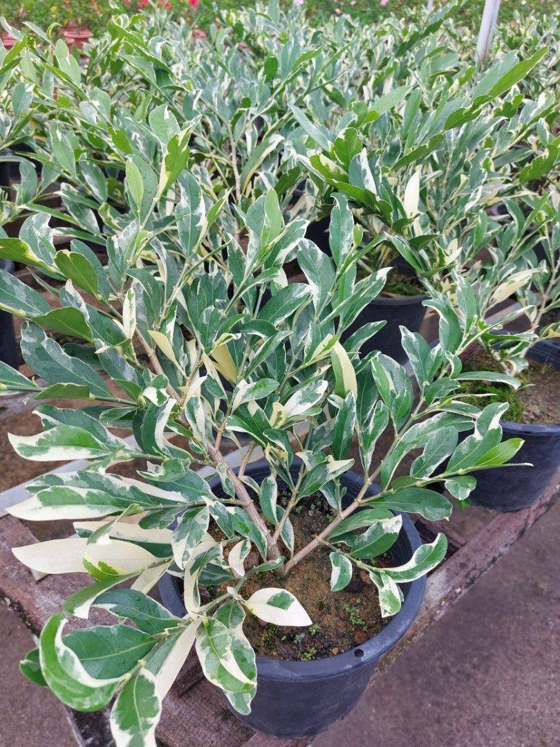 Suregada Multiflora Variegated, Furniture & Home Living, Gardening ...
