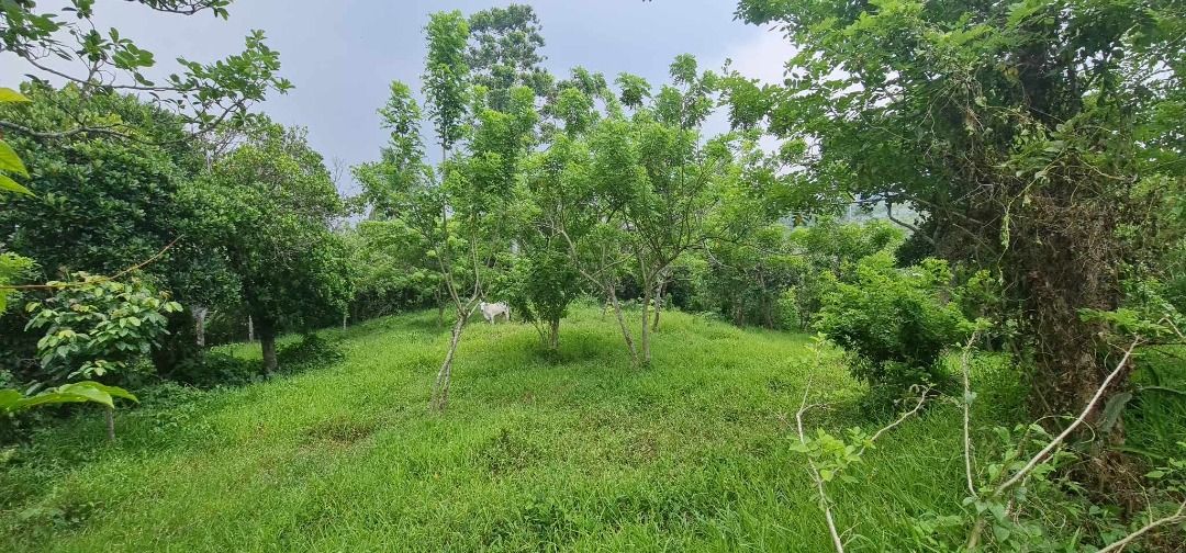 FARM LOT for Sale Alfonso Cavite (great place for events venue ...