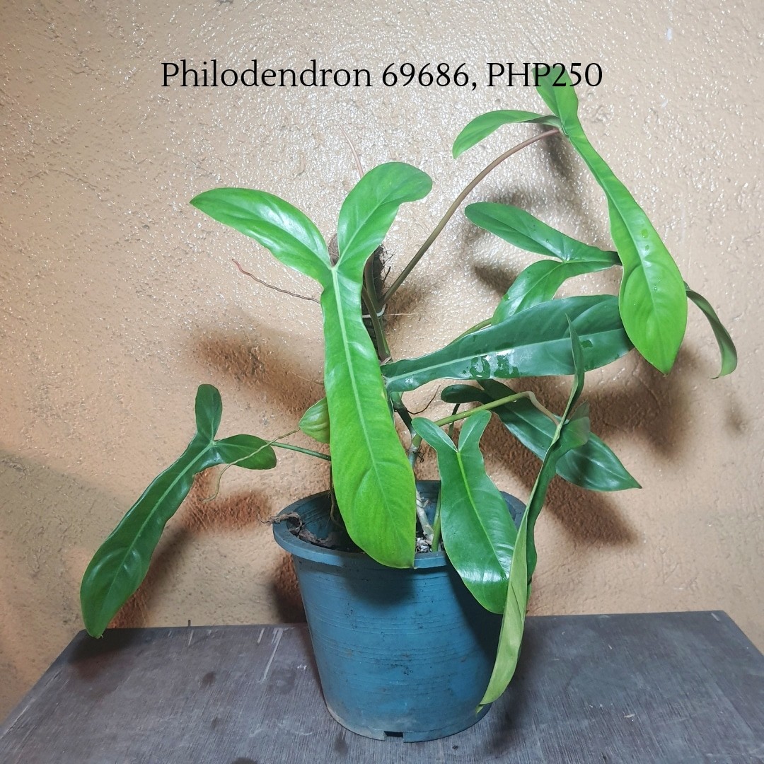 Philodendron 69686 on Carousell