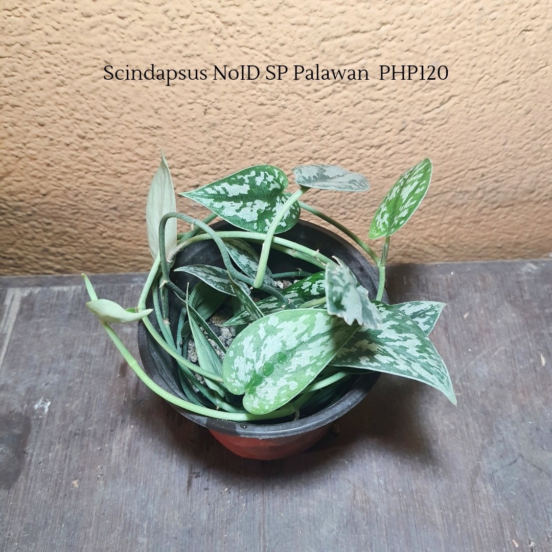 Scindapsus NoID SP Palawan on Carousell