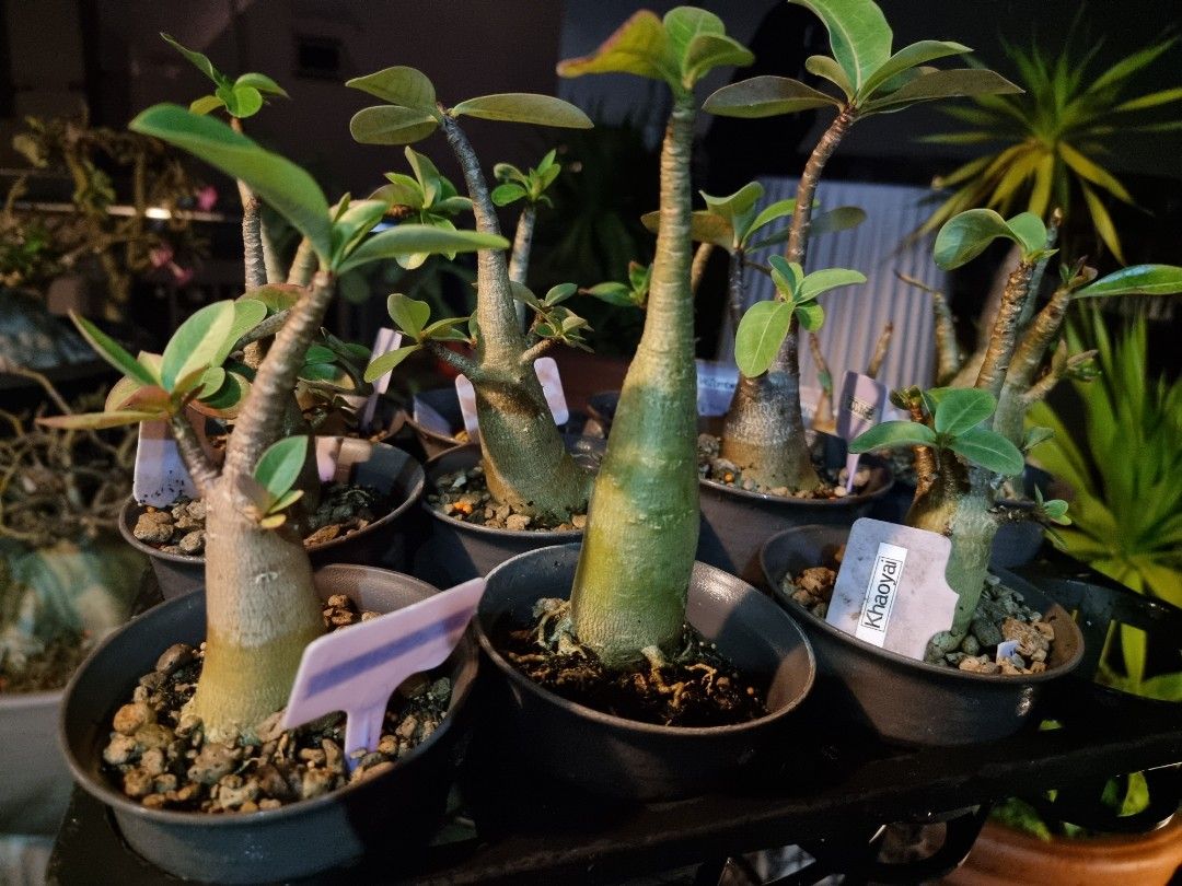 Set of Arabicum Adeniums, Furniture & Home Living, Gardening, Plants ...