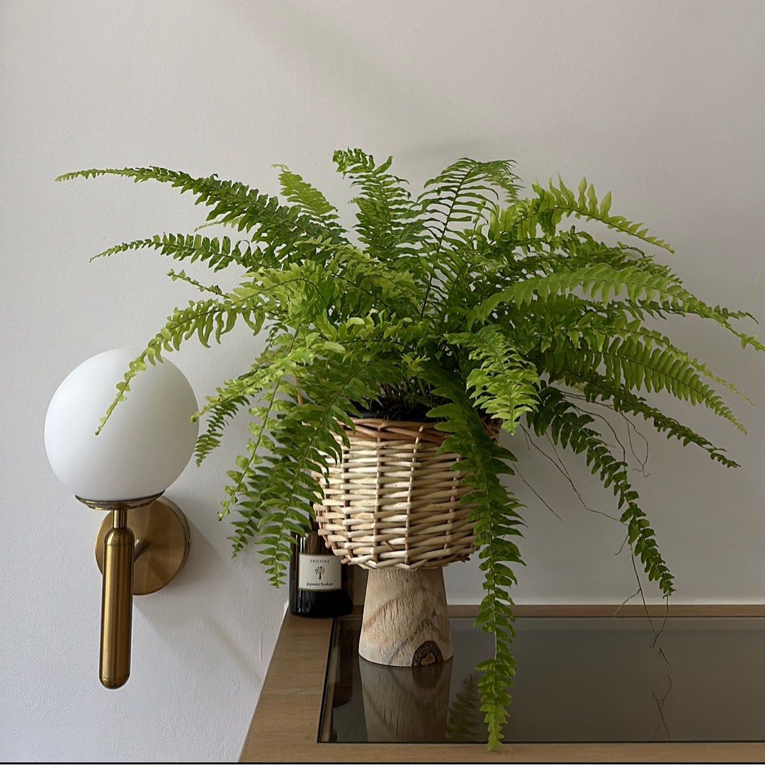 Variegated Boston Tiger Fern nephrolepis exaltata (tag: plant, plants ...