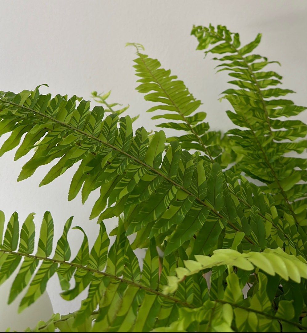Variegated Boston Tiger Fern nephrolepis exaltata (tag: plant, plants ...