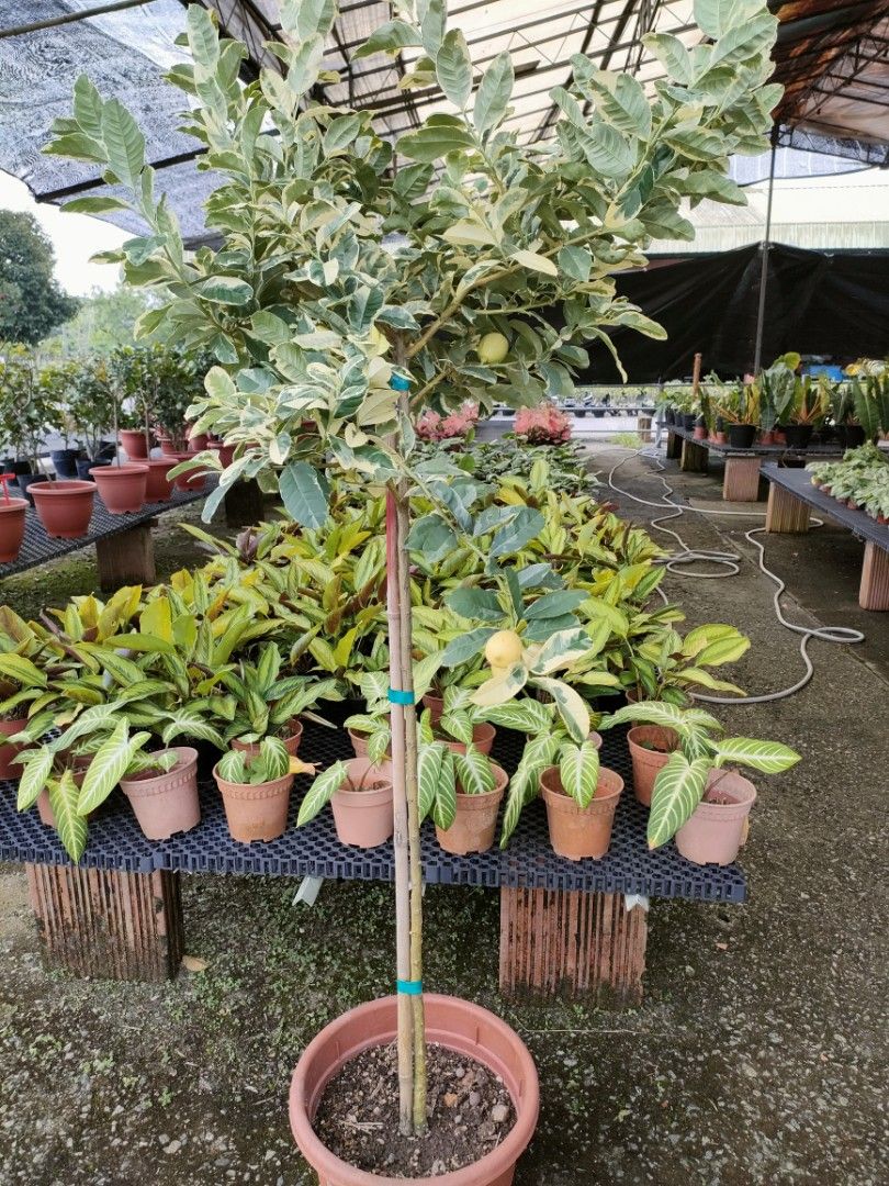 Variegated lime, Furniture & Home Living, Gardening, Plants & Seeds on ...